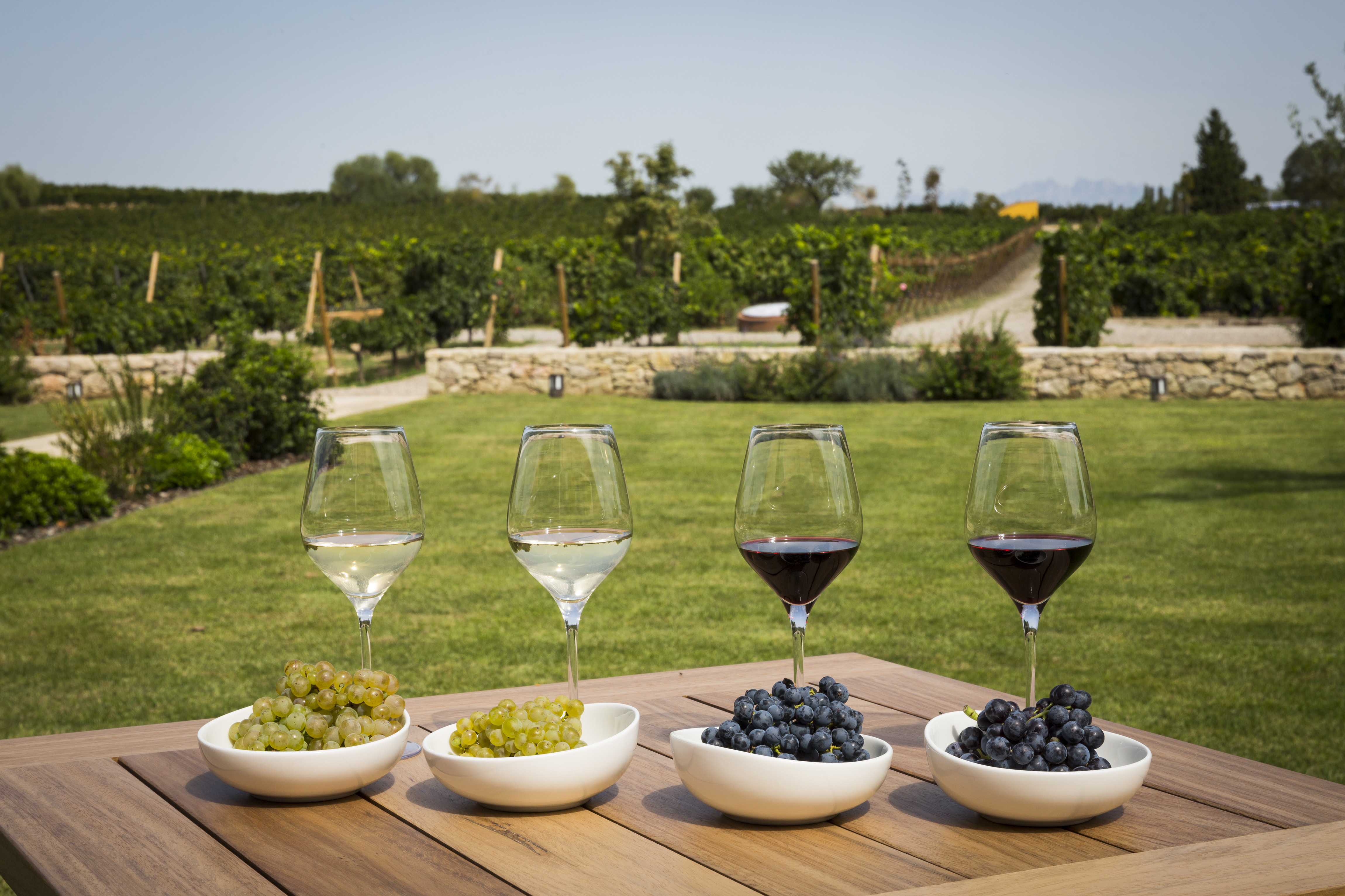 TRES EXPERIENCIAS PARA VIVIR LA VENDIMIA EN EL PENEDÈS | Familia Torres